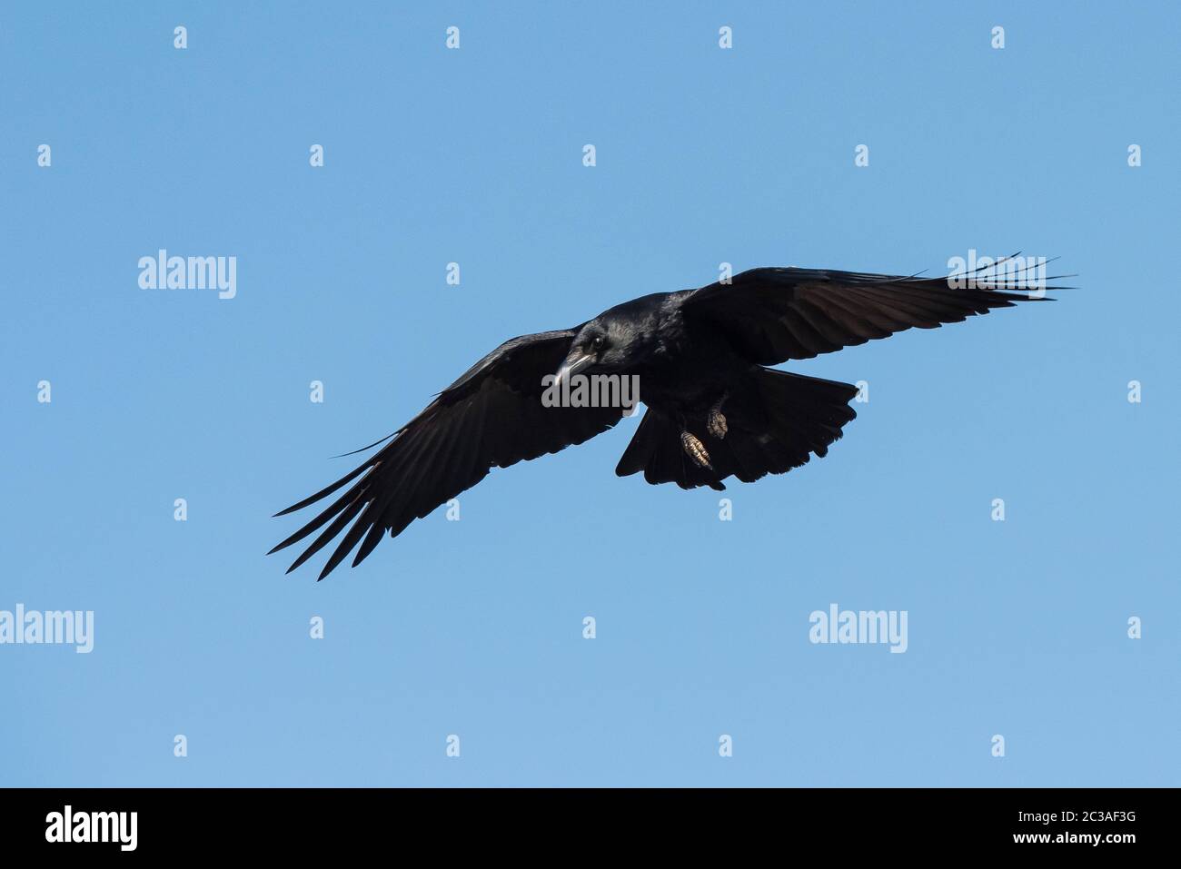 Carrion Crow in flight in the sky. His Latin name is Corvus corone ...