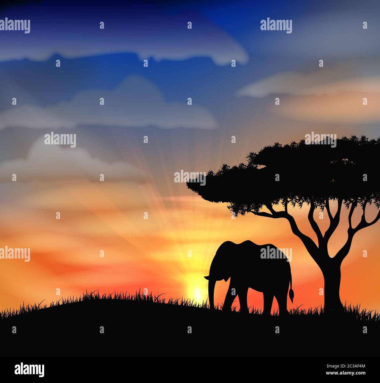 African white rhino sunset hi-res stock photography and images - Alamy