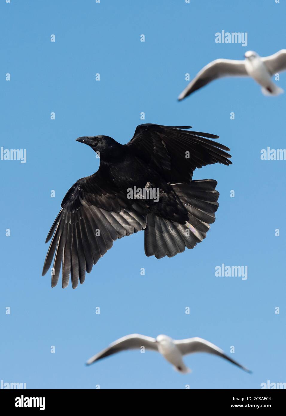 Carrion Crow Flying Uk High Resolution Stock Photography and Images - Alamy