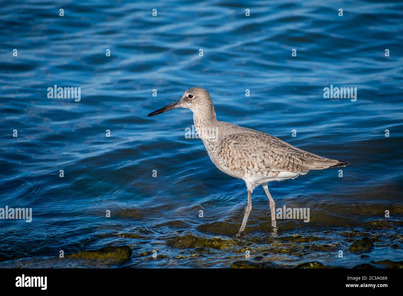 A mottled brown Willet bird in Rockport, Texas Stock Photo - Alamy