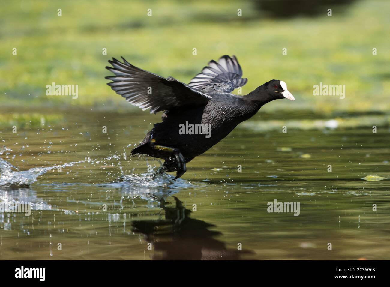 Eurasian Coot runs on water in habitat. Her Latin name is Fulica atra ...