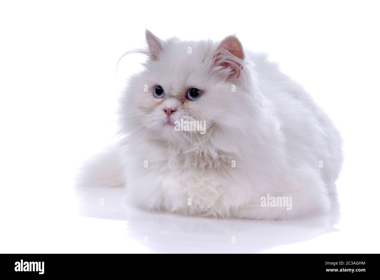 white cat isolated on white background Stock Photo - Alamy