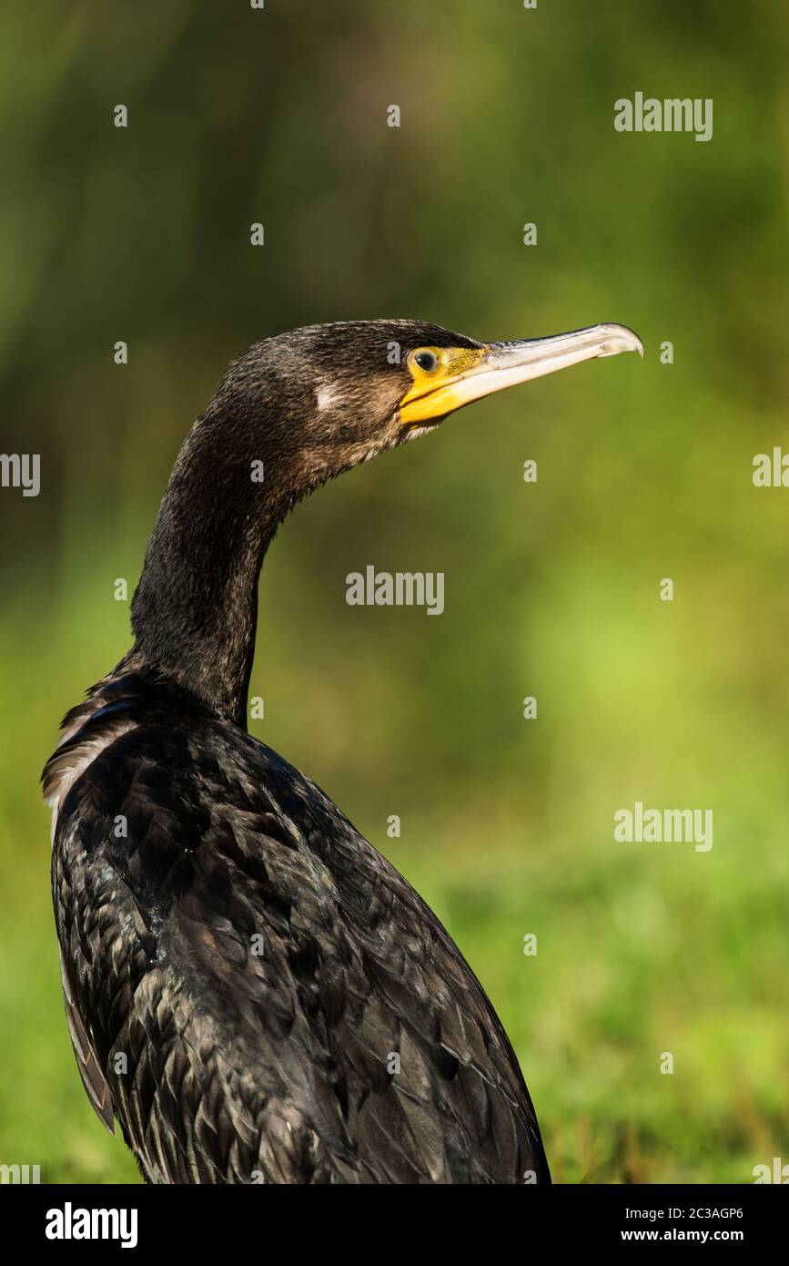 Portrait great cormorant hi-res stock photography and images - Alamy