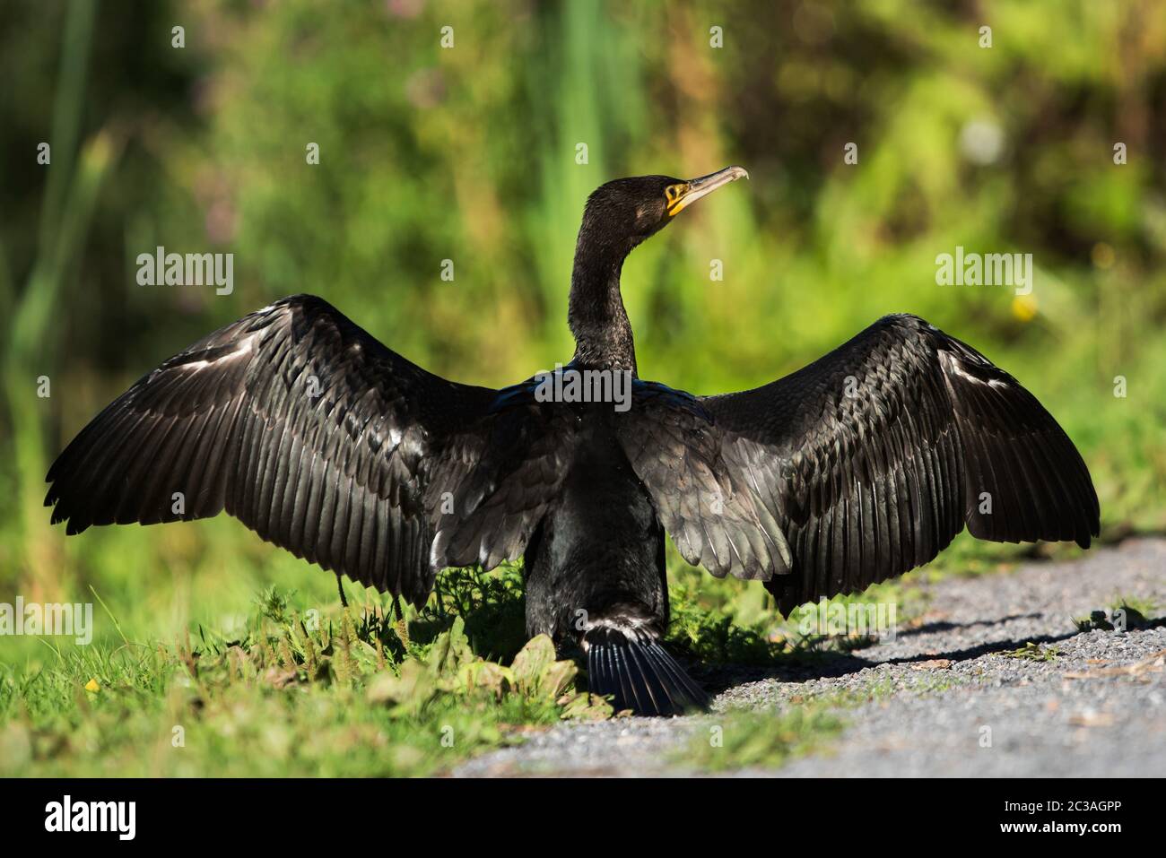 Portrait great cormorant hi-res stock photography and images - Alamy
