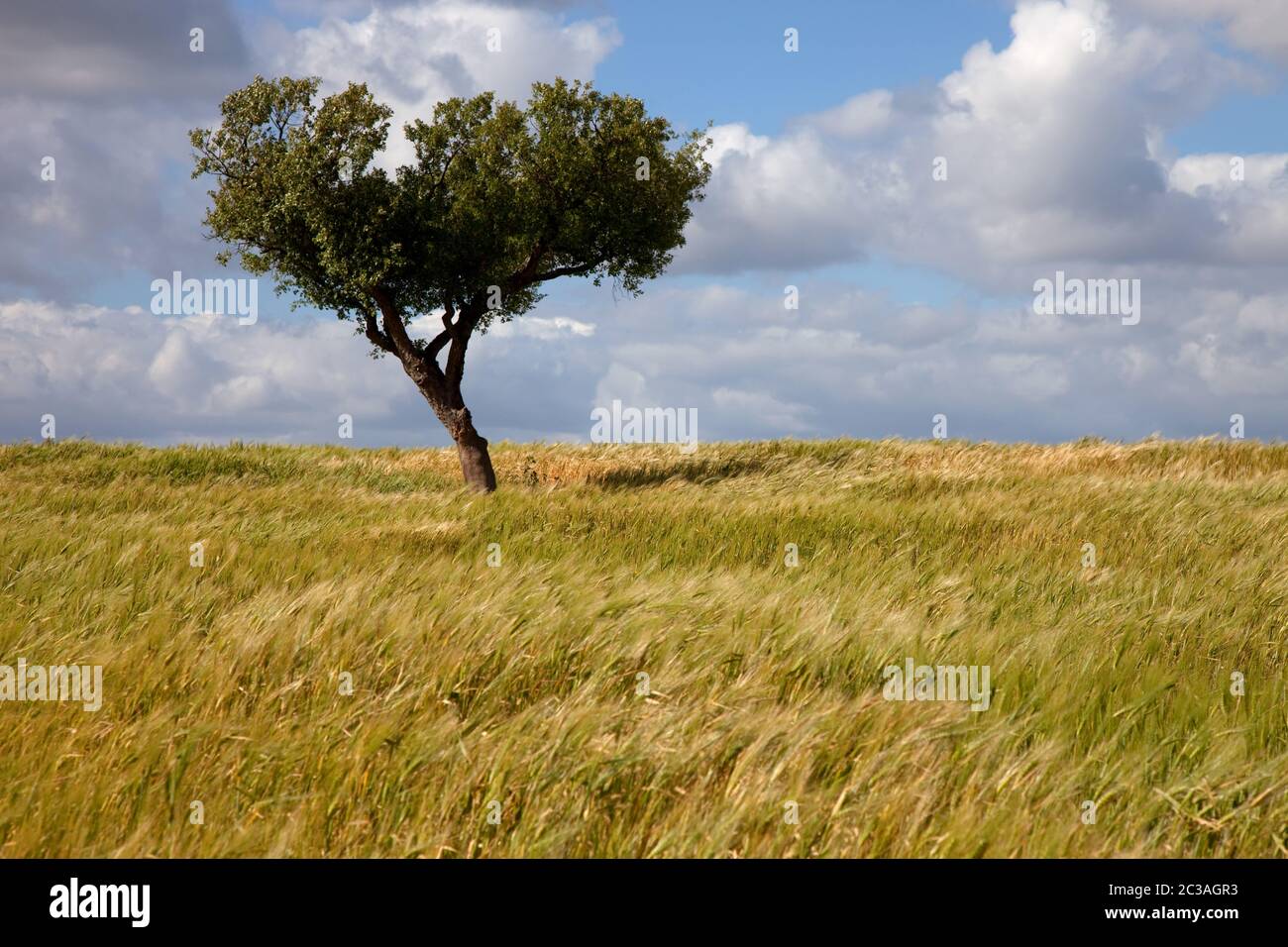 lonely tree in a alentejo farm, the south of portugal Stock Photo - Alamy