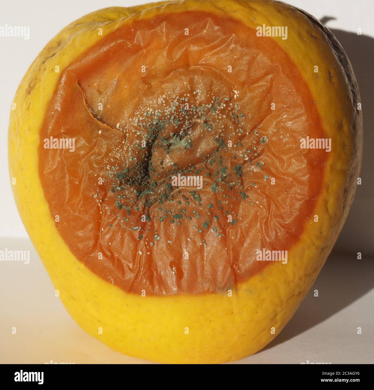 mold mildew fungi on a rotten apple Stock Photo - Alamy