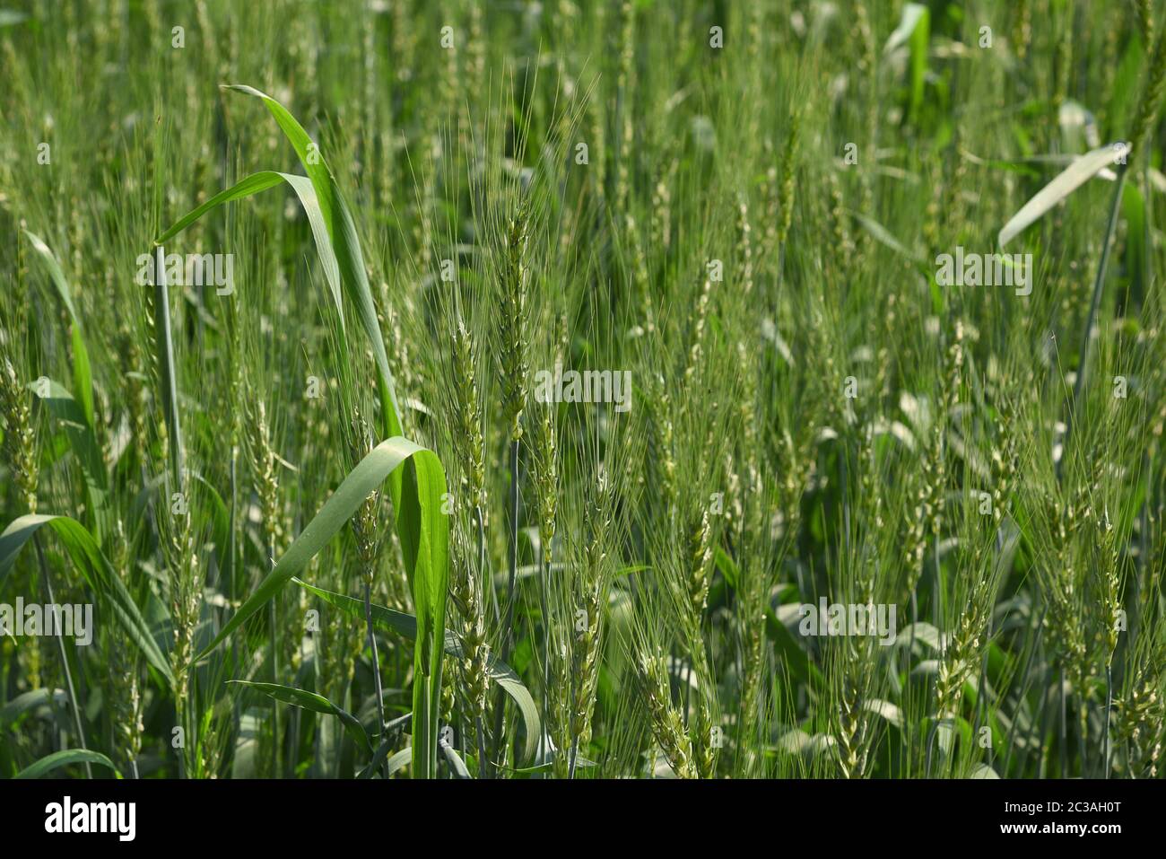 Green wheat at organic farm field Stock Photo - Alamy