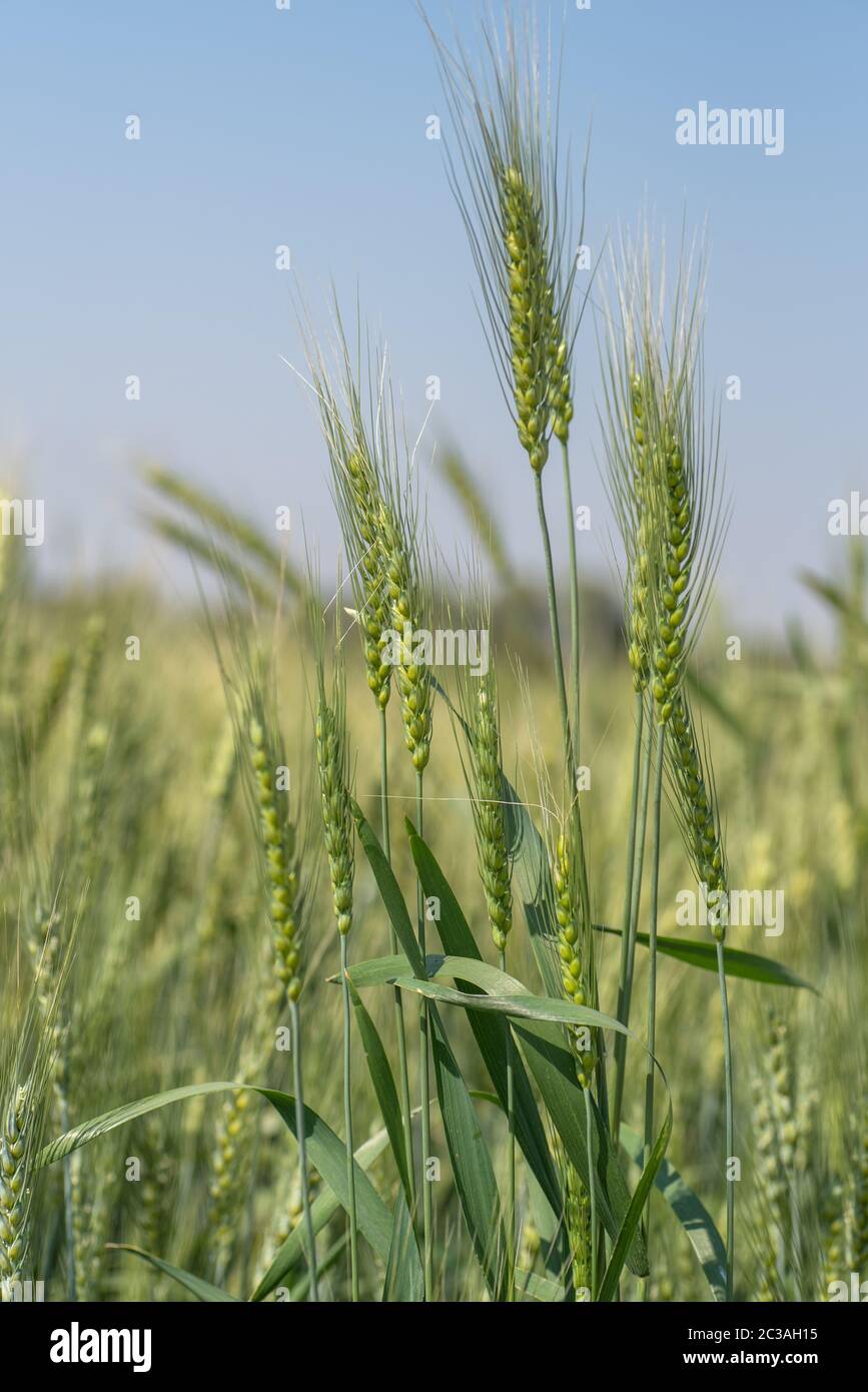 Green wheat at organic farm field Stock Photo - Alamy
