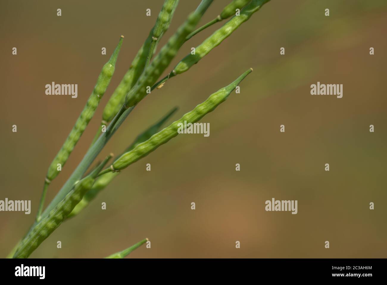 Green mustard pods growing at agriculture field. farm land Stock Photo ...