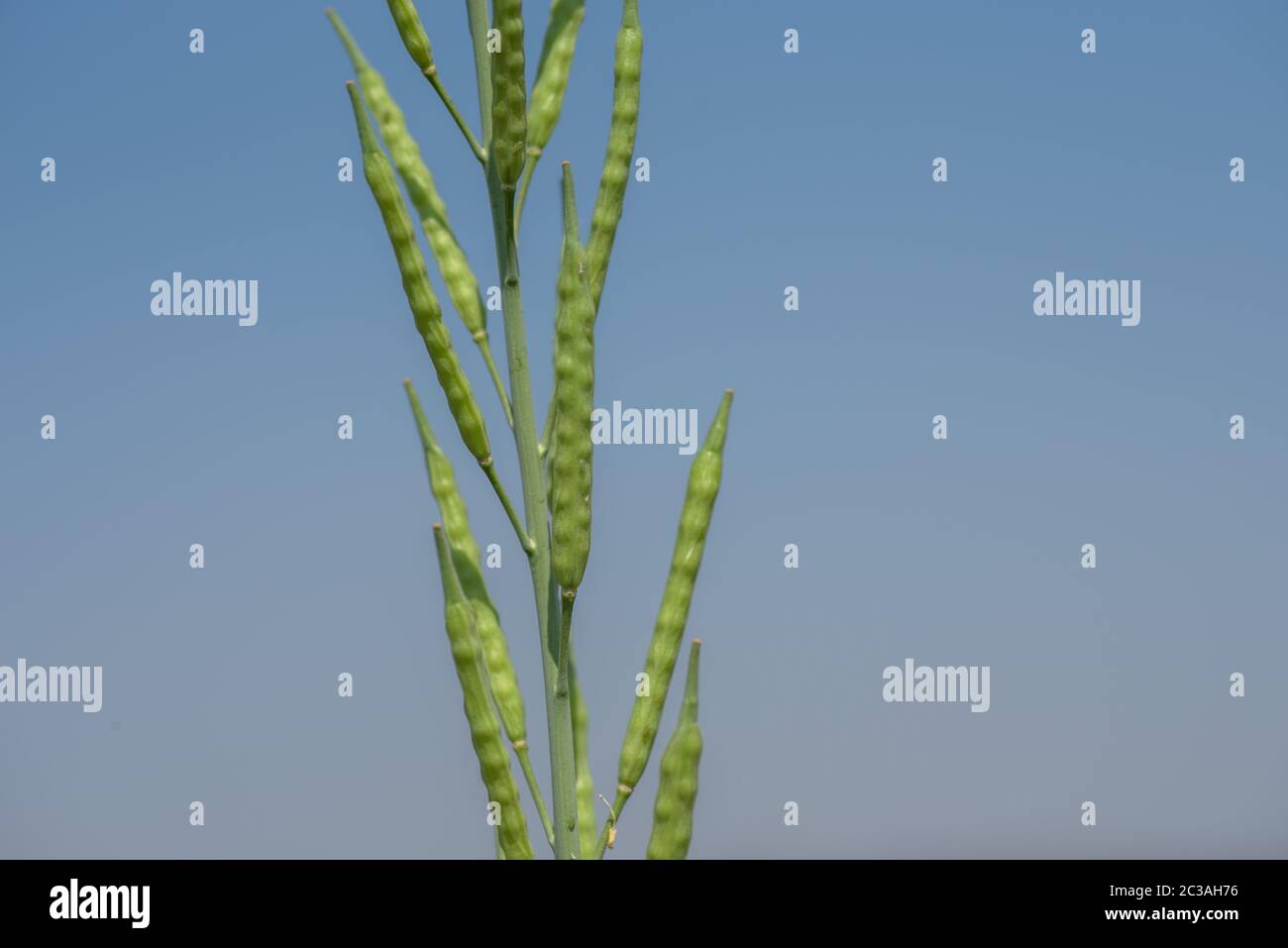Green mustard pods growing at agriculture field. farm land Stock Photo ...