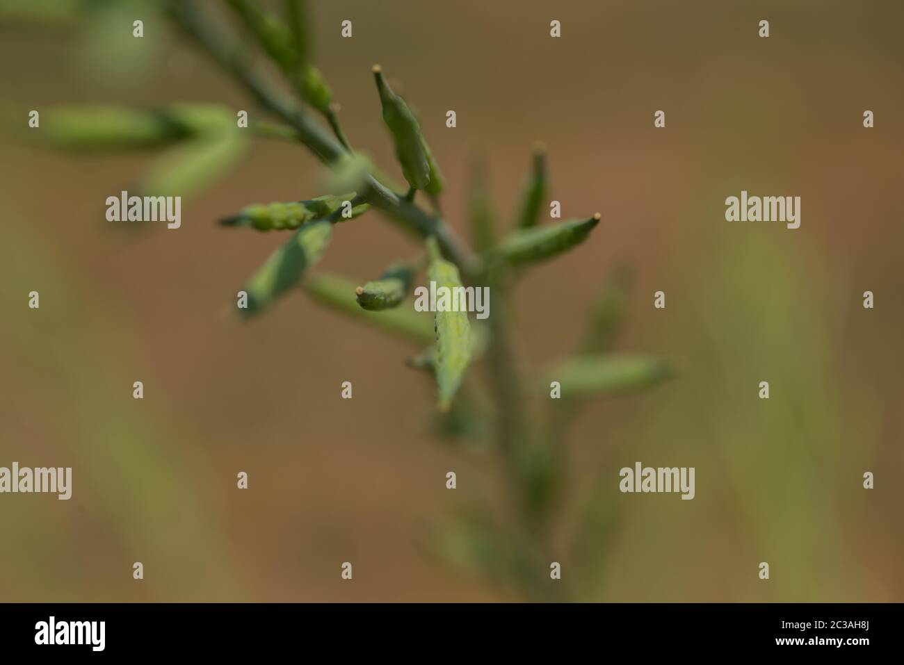 Green mustard pods growing at agriculture field. farm land Stock Photo ...