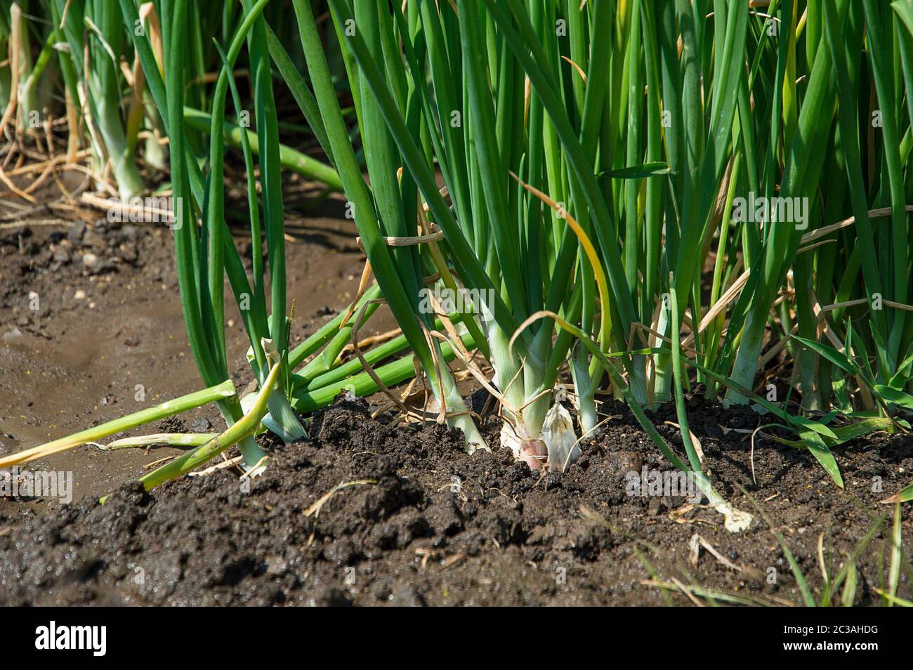 Green young Onion plants at a farm field, Agriculture field Stock Photo ...