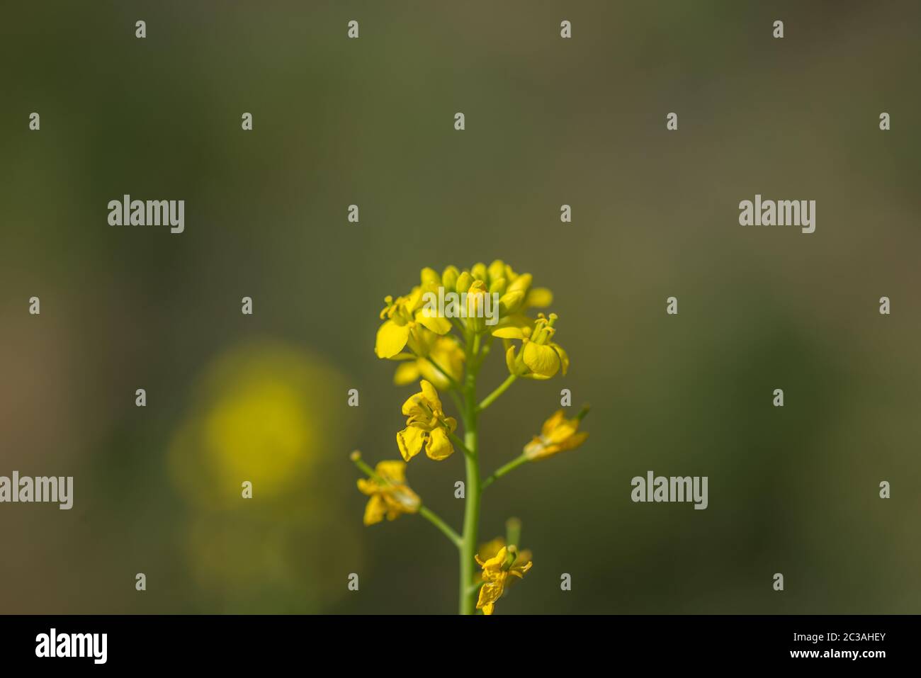 Mustard flowers blooming on plant at farm field with pods. close up ...