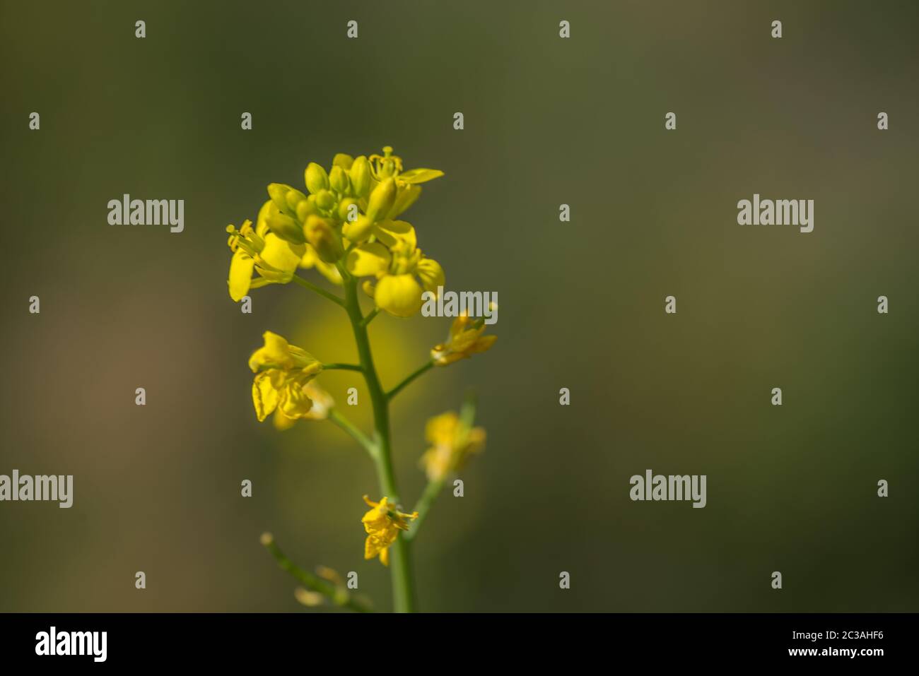 Mustard flowers blooming on plant at farm field with pods. close up ...