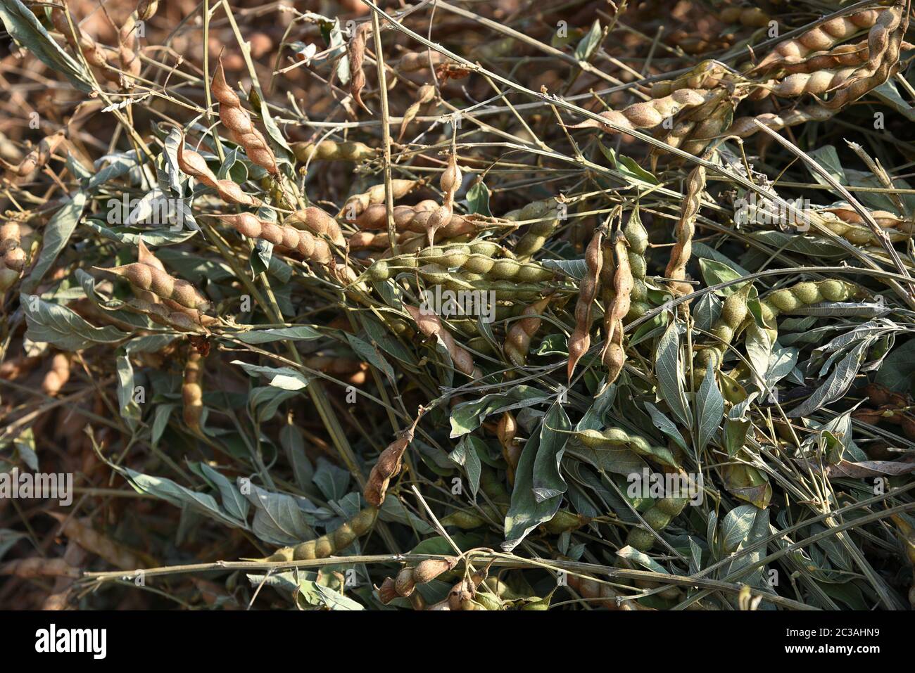 Pigeon pea crop in farm field field Stock Photo - Alamy