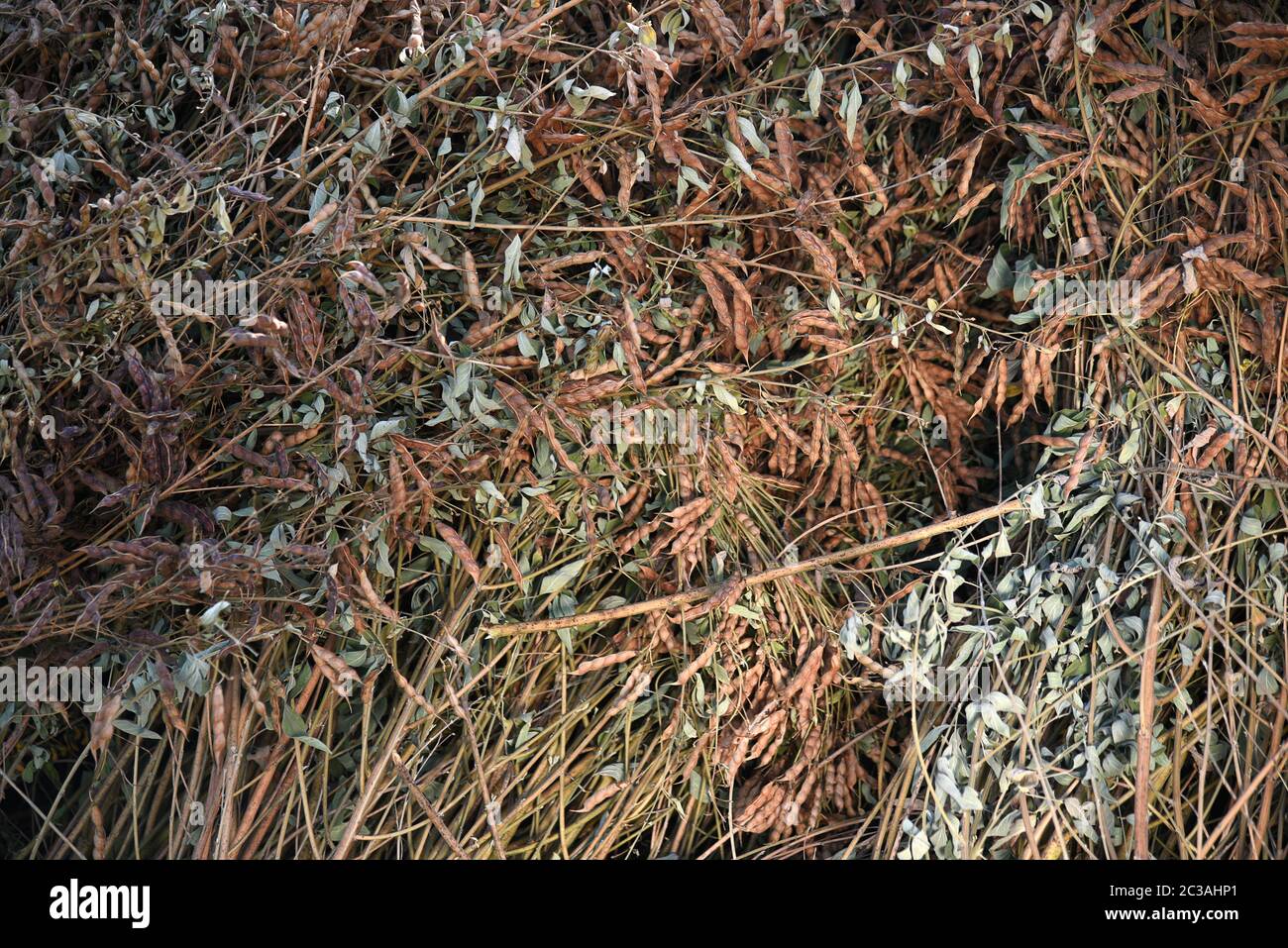 Pigeon pea crop in farm field field Stock Photo - Alamy