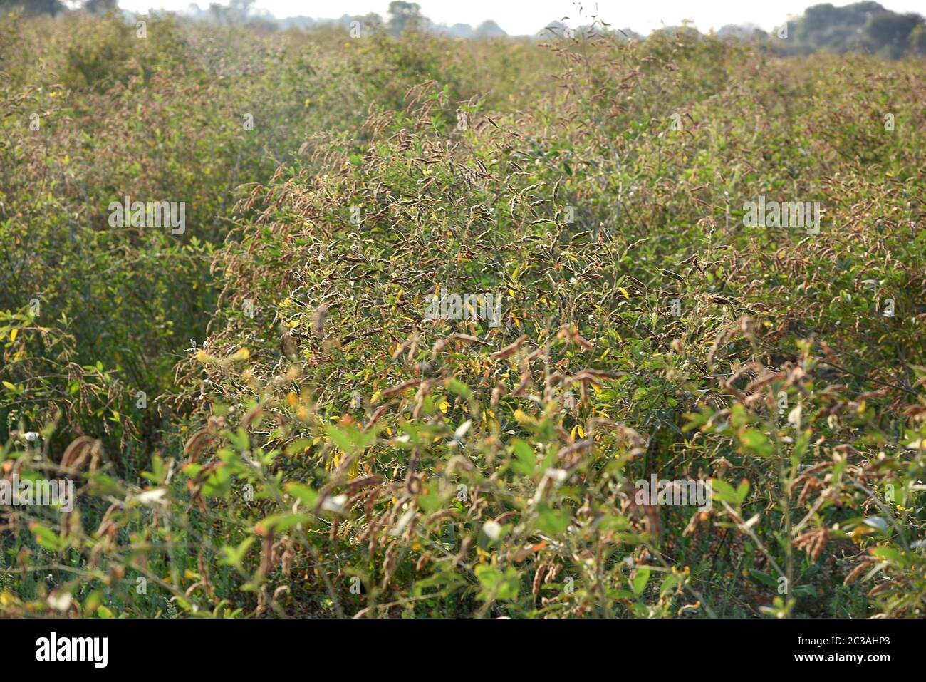 Pigeon pea crop in farm field field Stock Photo - Alamy