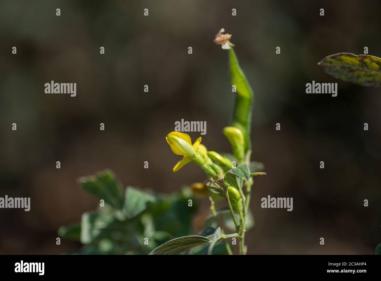 Pigeon pea crop in farm field field Stock Photo - Alamy