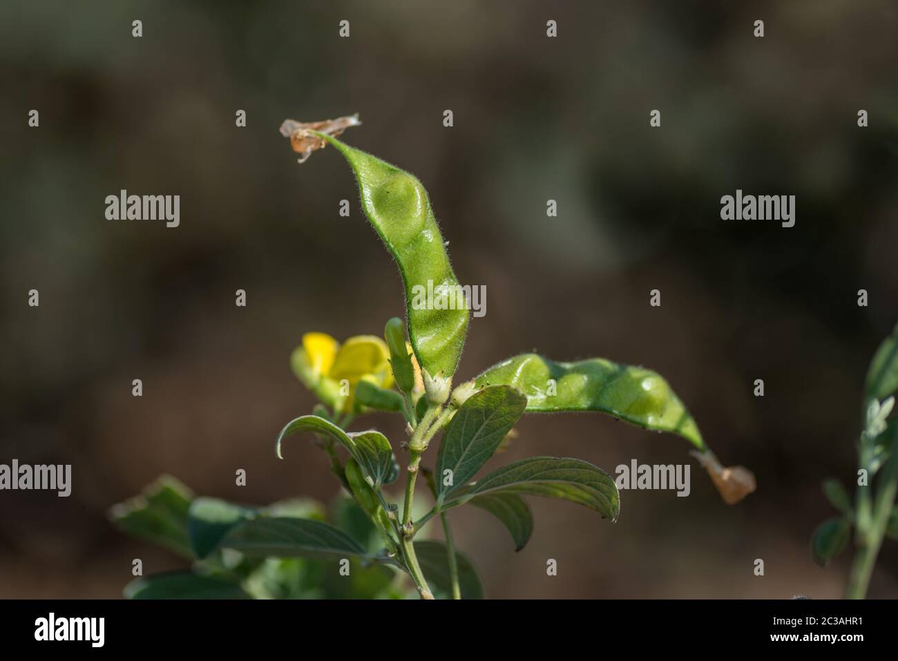Pigeon pea crop in farm field field Stock Photo - Alamy