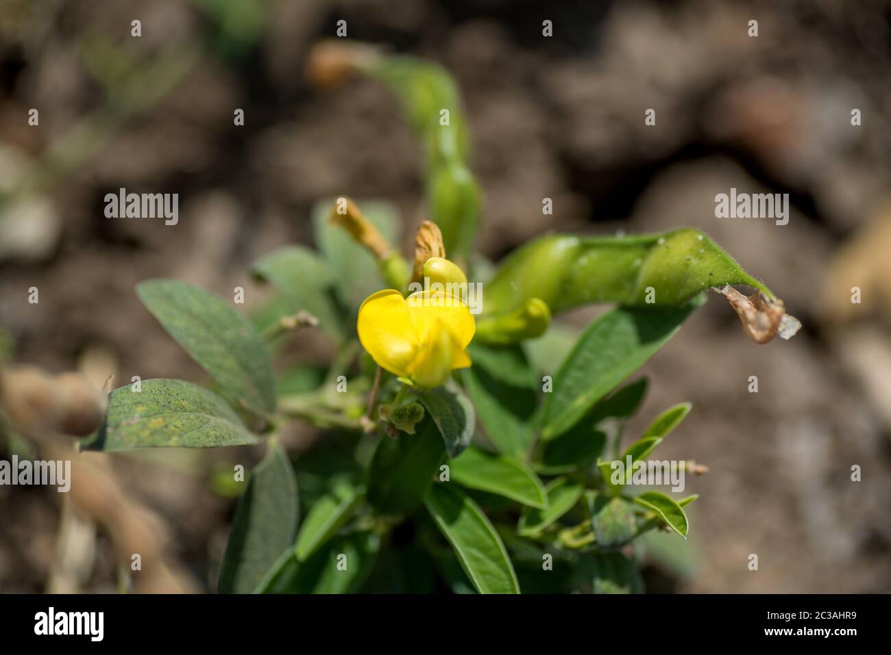 Pigeon pea crop in farm field field Stock Photo - Alamy