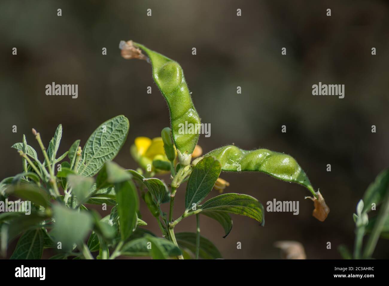 Pigeon pea crop in farm field field Stock Photo - Alamy