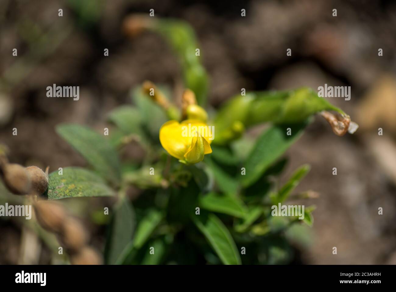 Pigeon pea crop in farm field field Stock Photo - Alamy