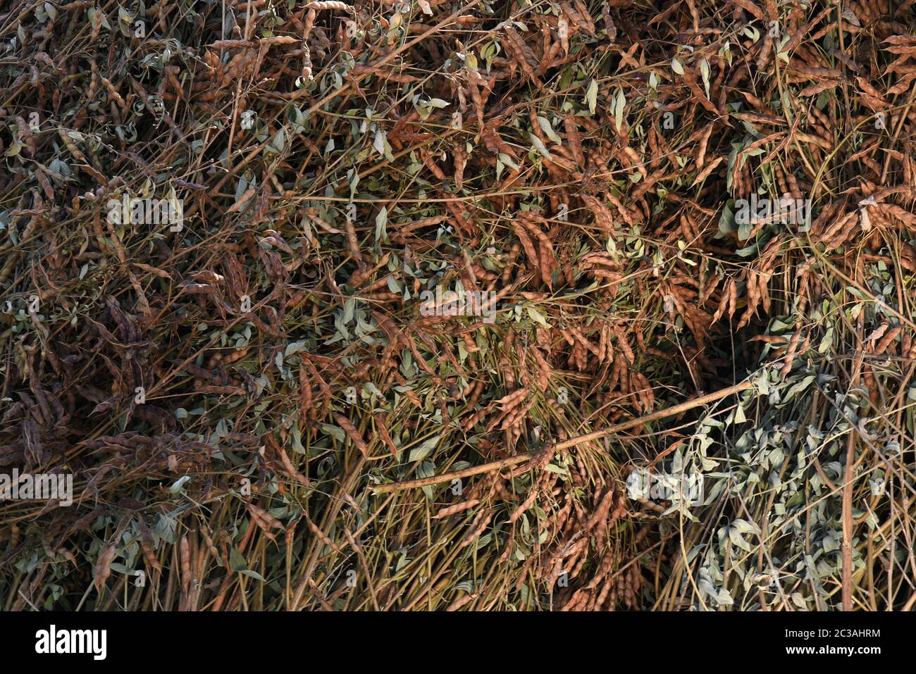 Pigeon pea crop in farm field field Stock Photo - Alamy