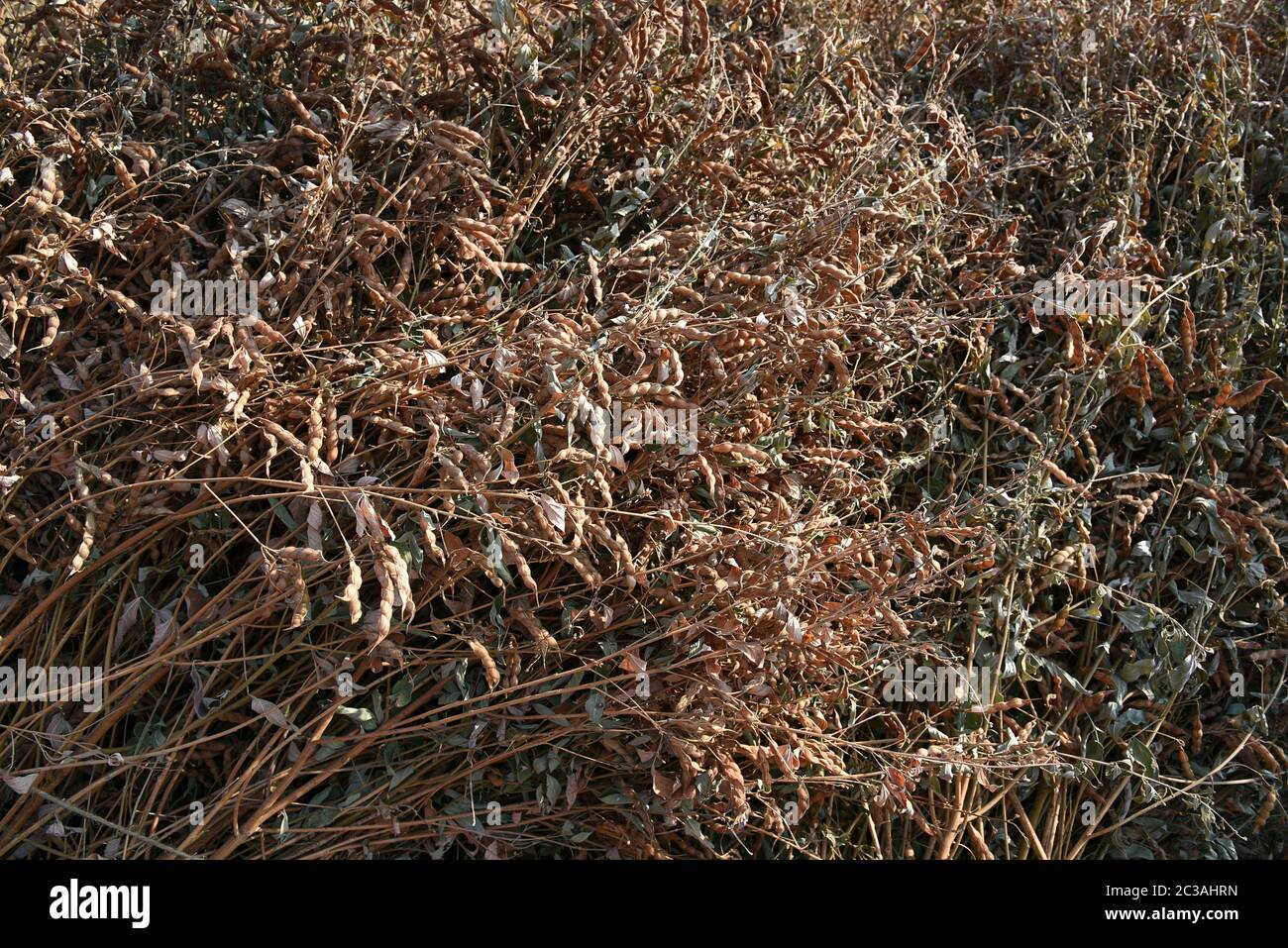Pigeon pea crop in farm field field Stock Photo - Alamy
