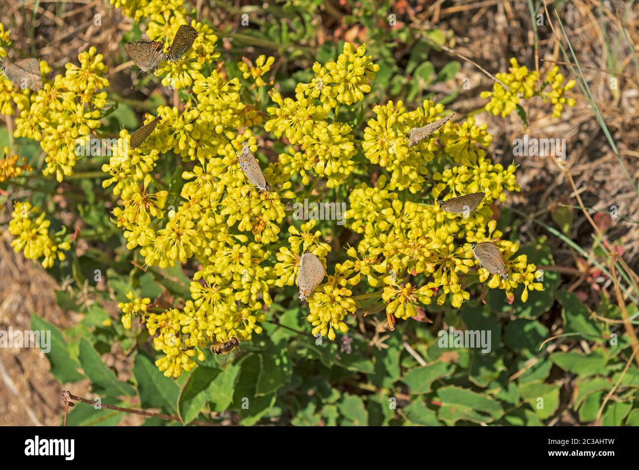 Pollinators Paradise in Mountain Wildflowers in Great Basin National ...
