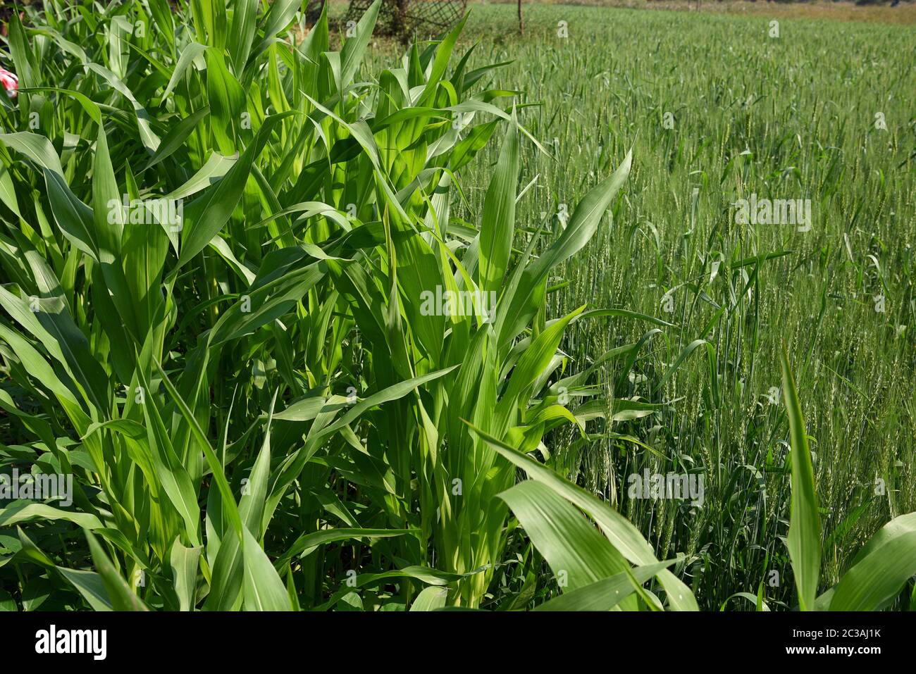 Sorghum plants (Jowar) growing in farm field Stock Photo - Alamy
