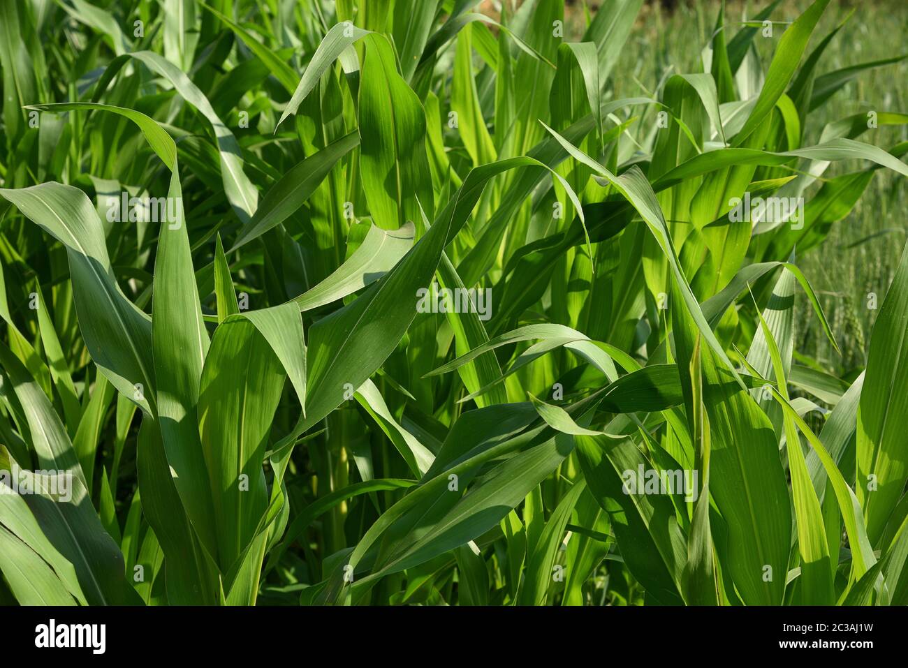 Sorghum plants hi-res stock photography and images - Alamy