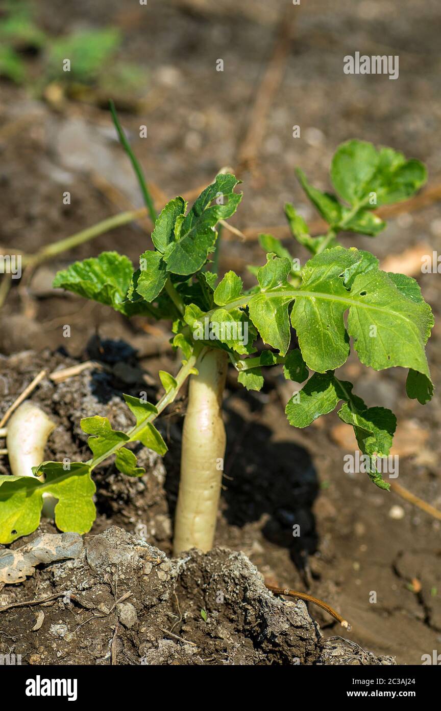 Village radish culture hi-res stock photography and images - Alamy