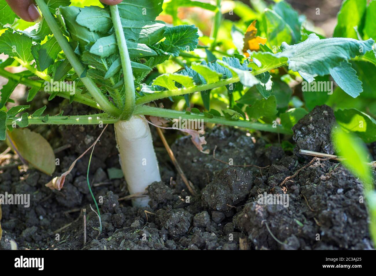 Radish grow in the farm field Stock Photo - Alamy