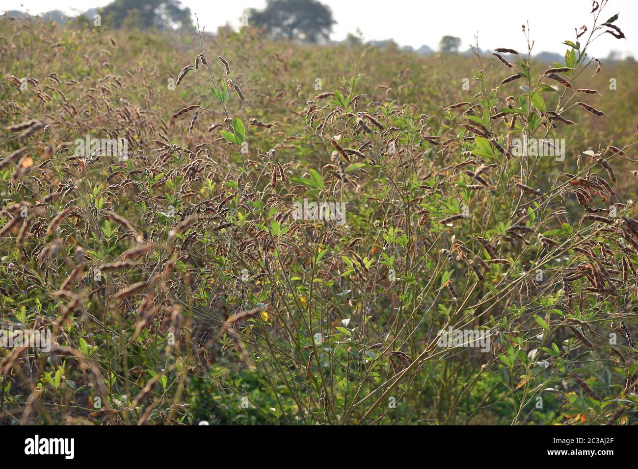Pigeon pea crop in farm field field Stock Photo - Alamy