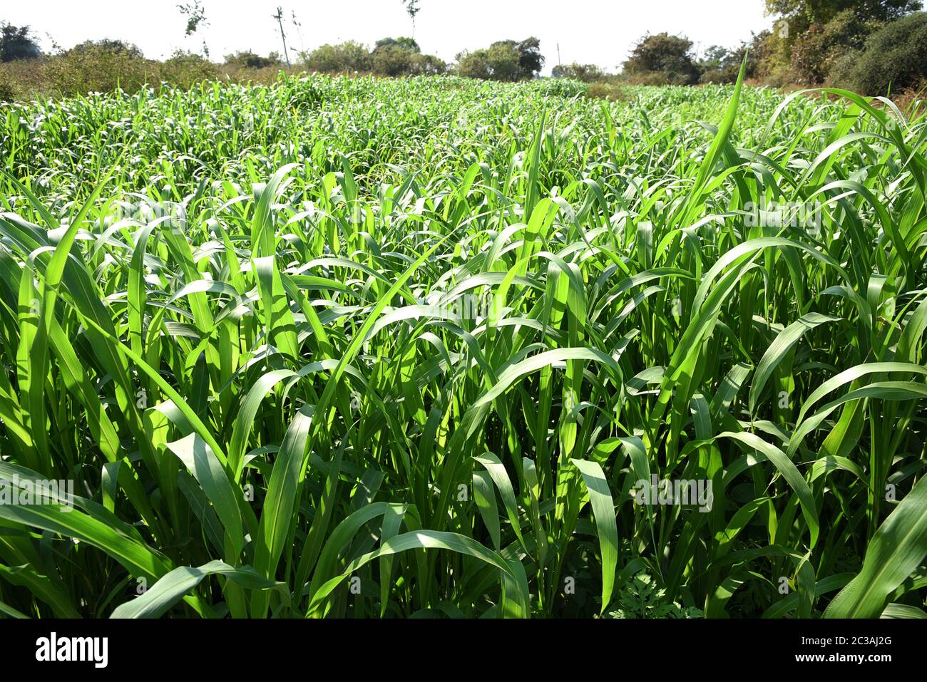 Jowar field hi-res stock photography and images - Alamy