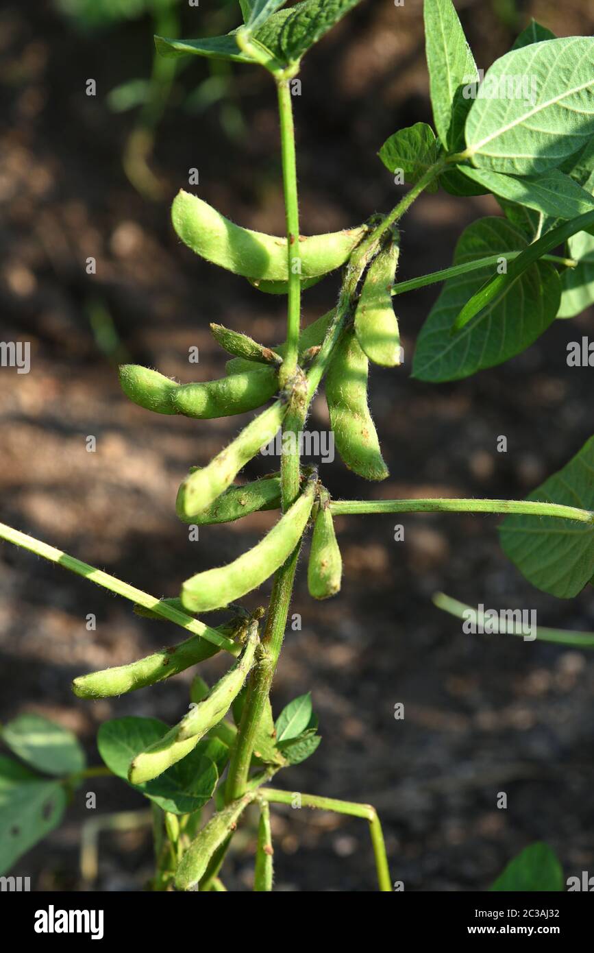 Fresh green soy plants in the farm field Stock Photo - Alamy