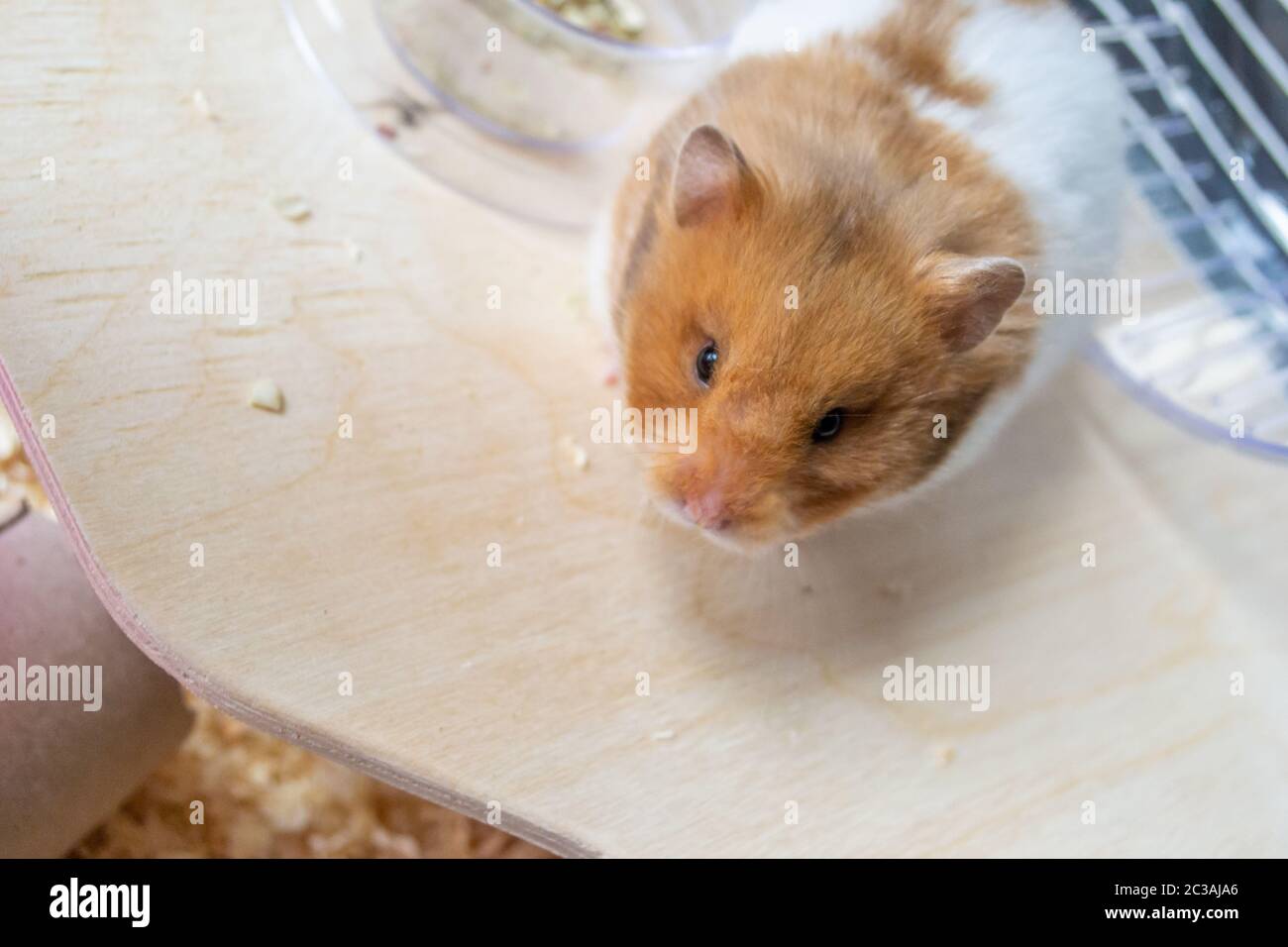 Closeup of a Syrian hamster Stock Photo - Alamy
