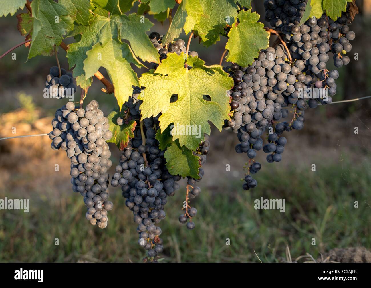 Red wine grapes ready to harvest and wine production. Saint Emilion ...