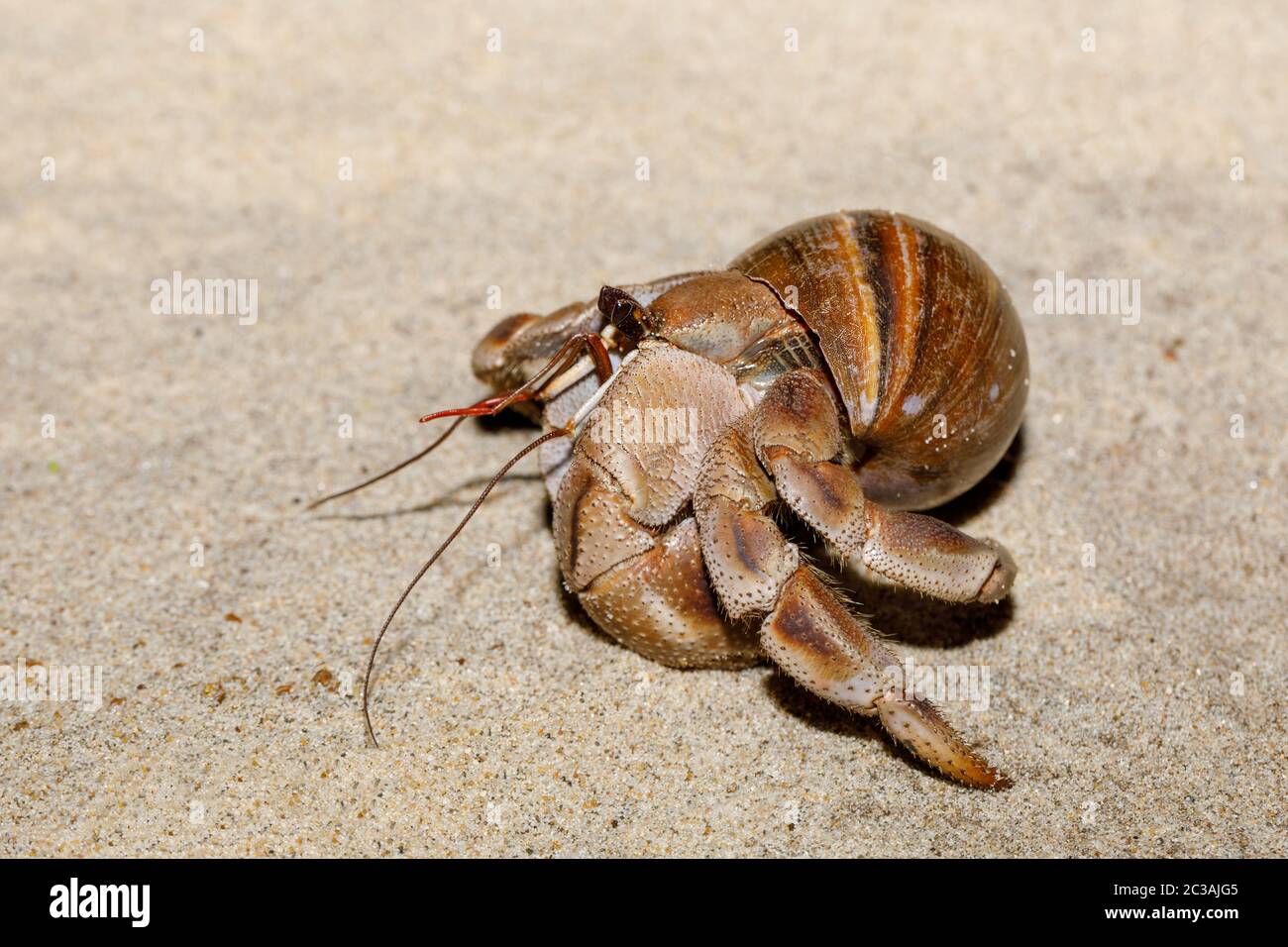 hermit crab on beach in snail shell, Farankaraina National Park ...