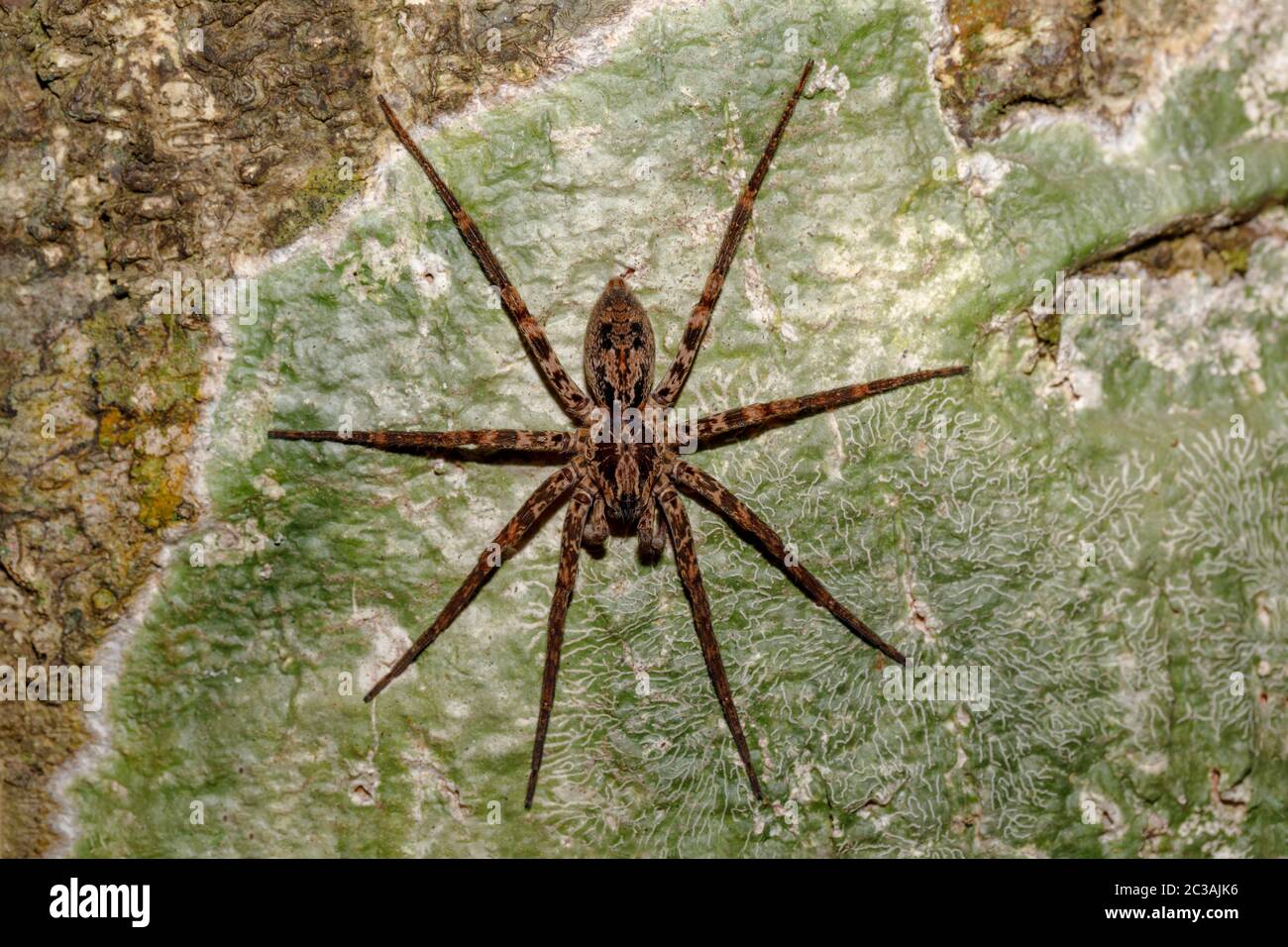 Huntsman spider madagascar hi-res stock photography and images - Alamy