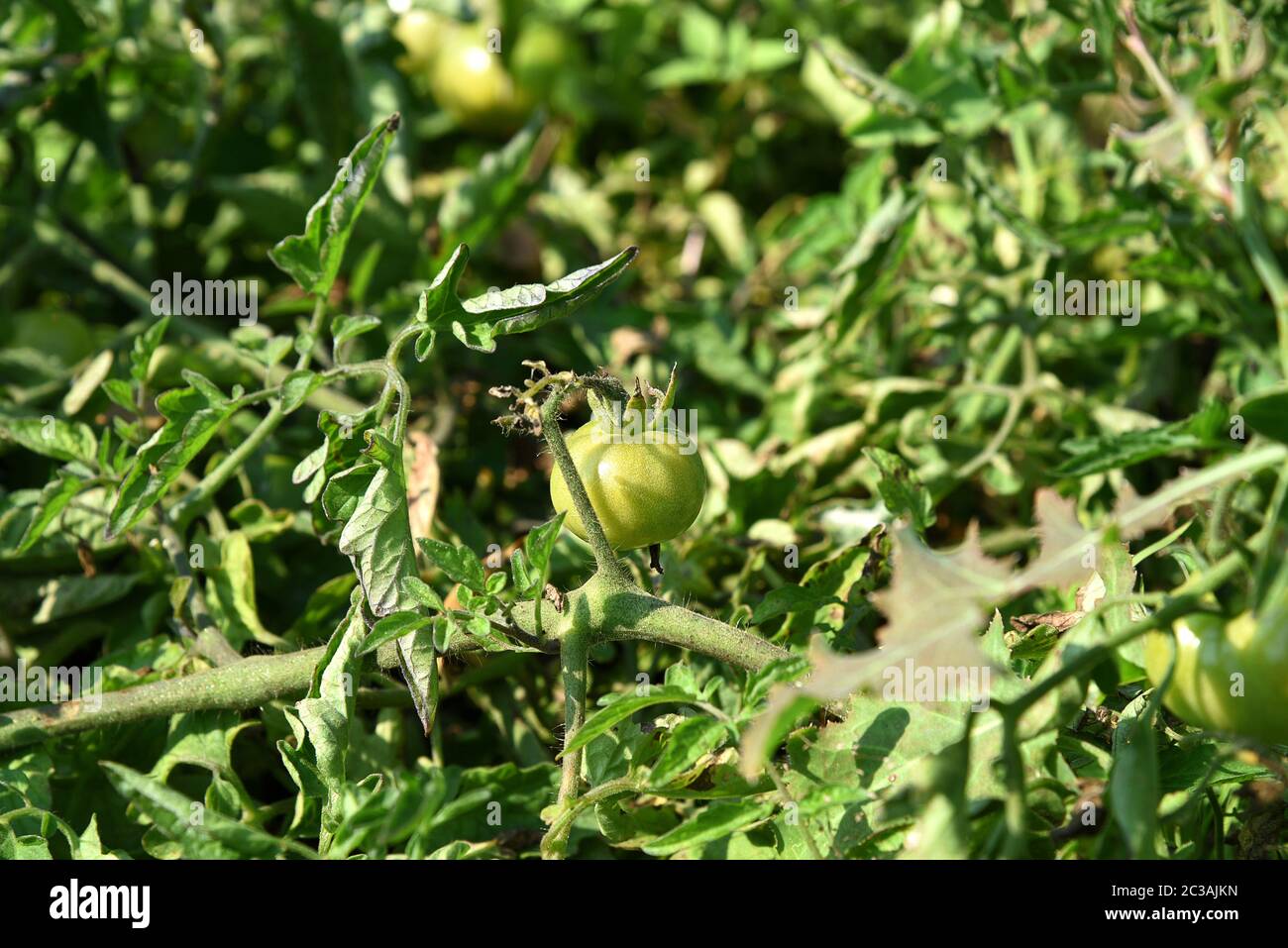 Fresh tomato plant in organic farm Stock Photo - Alamy