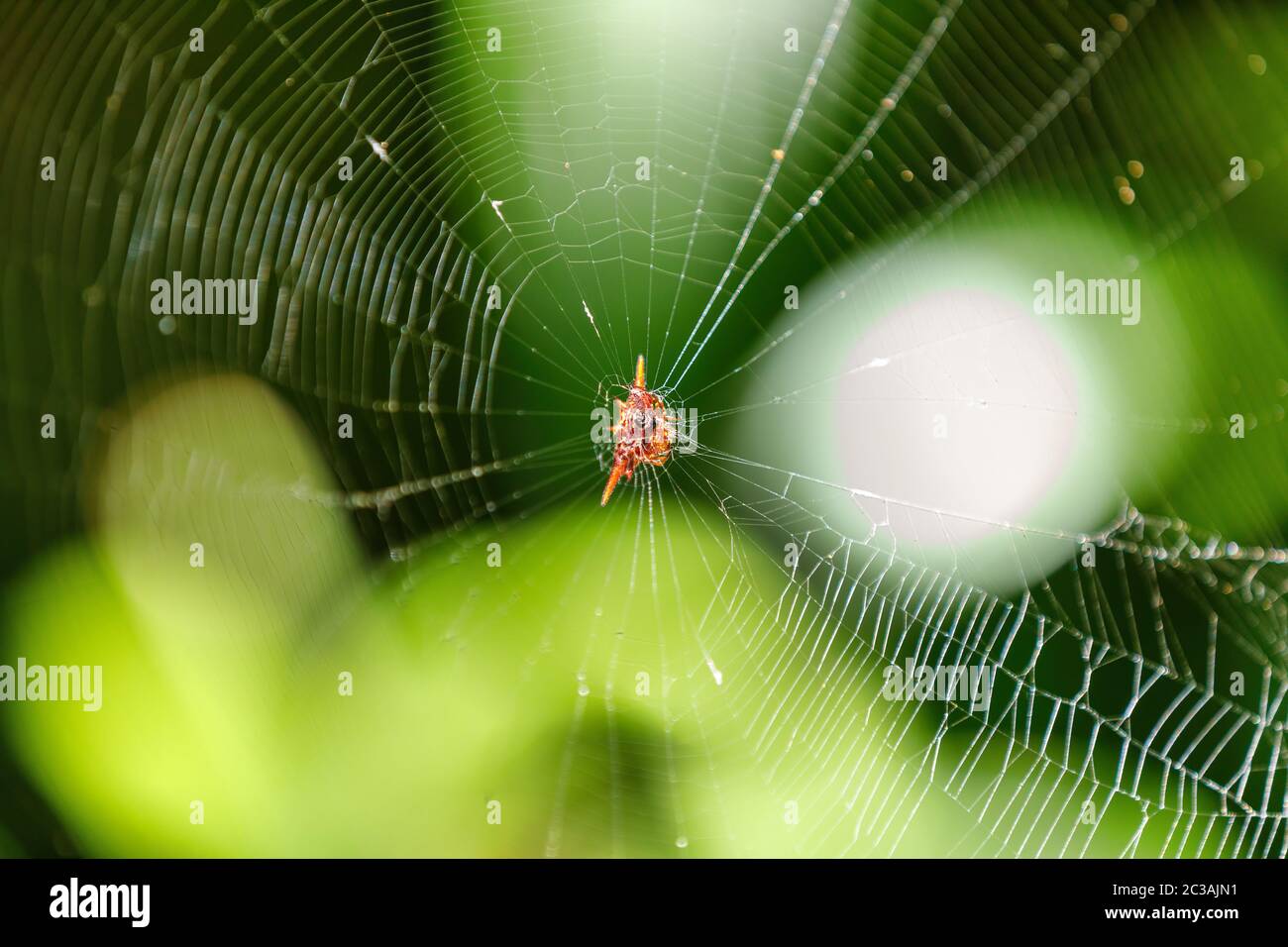 Spiny orb-weaver, genus Gasteracantha, Gasteracantha versicolor, called ...