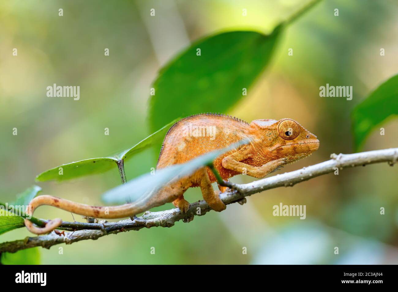panther chameleon in natural habitat, Furcifer pardalis,in rainforest ...