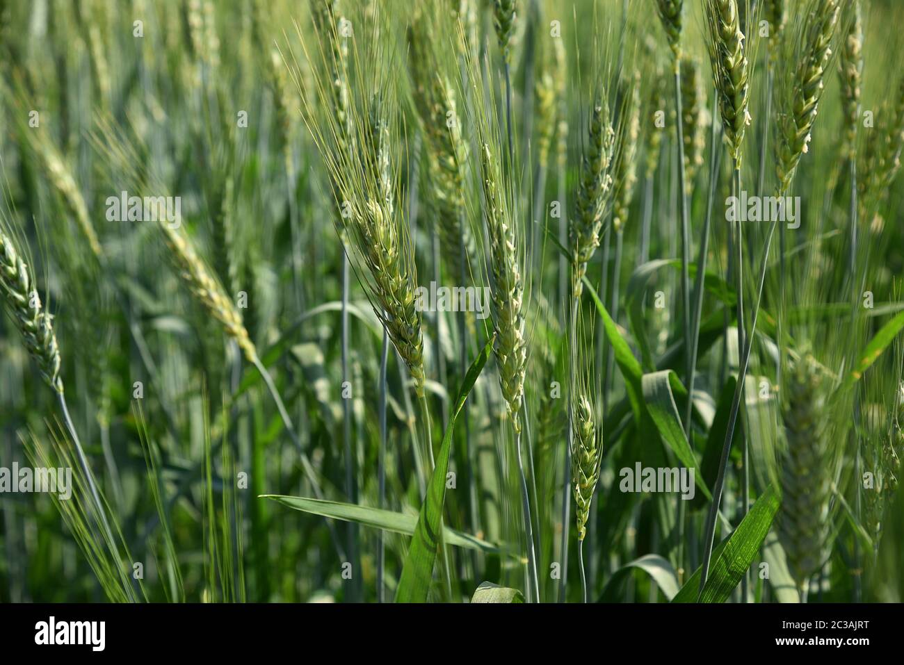 Green wheat at organic farm field Stock Photo - Alamy