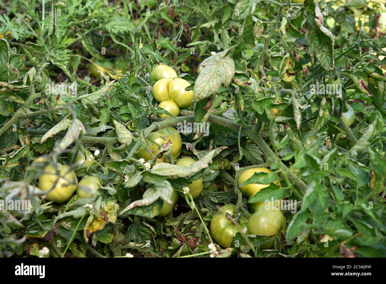 Fresh tomato plant in organic farm Stock Photo - Alamy