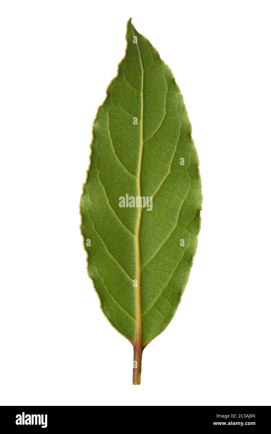 Laurel leaf isolated on white background Stock Photo - Alamy