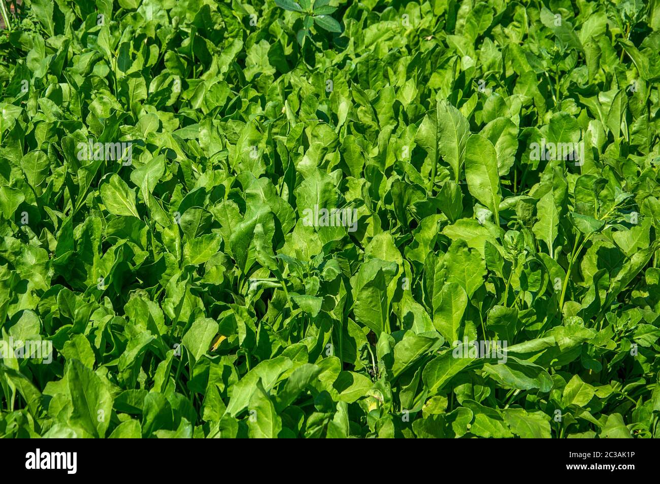 Fresh spinach in organic farm Stock Photo - Alamy