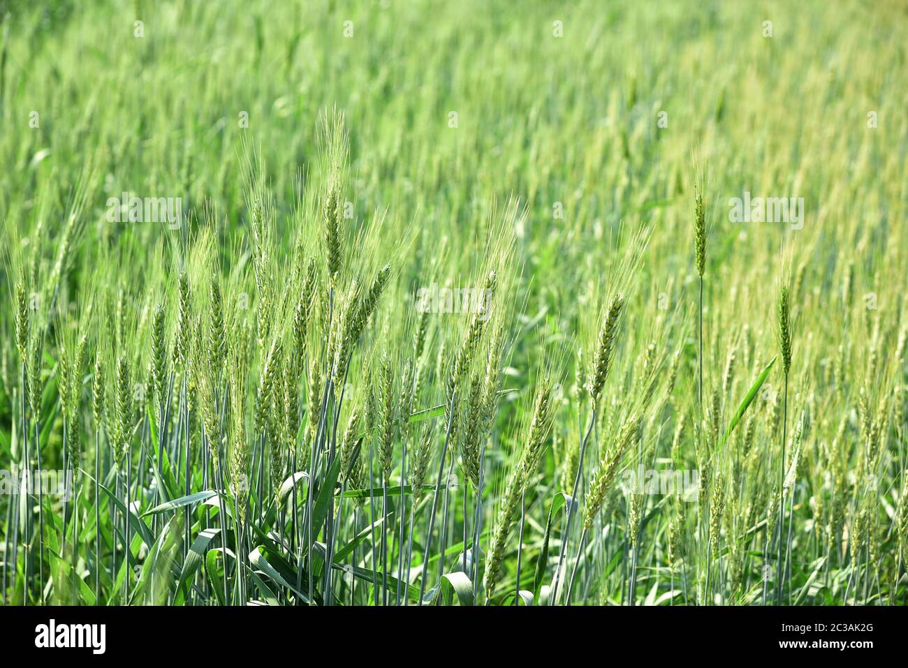 Green wheat at organic farm field Stock Photo - Alamy
