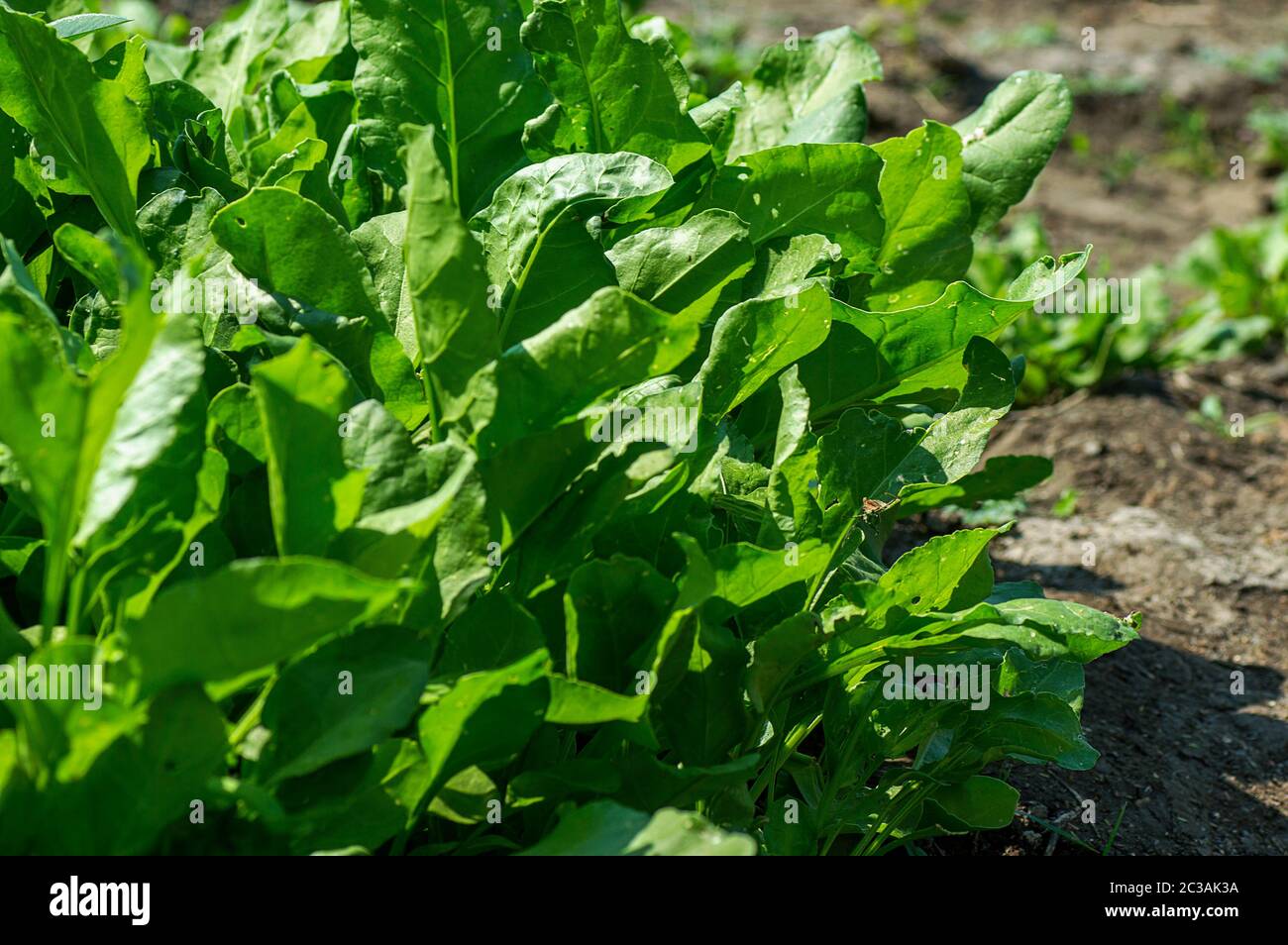 Fresh spinach in organic farm Stock Photo - Alamy