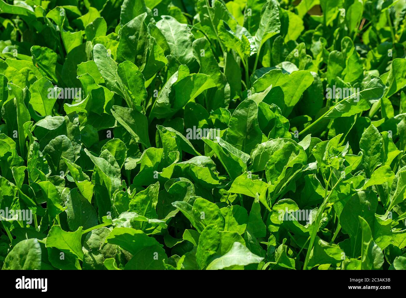 Fresh spinach in organic farm Stock Photo - Alamy